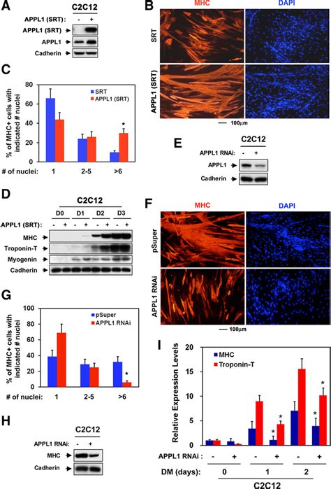 Appl1 Promotes Myoblast Differentiation A Lysates Of Cell Lines Download Scientific Diagram