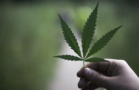 History Of Hemp In Ireland