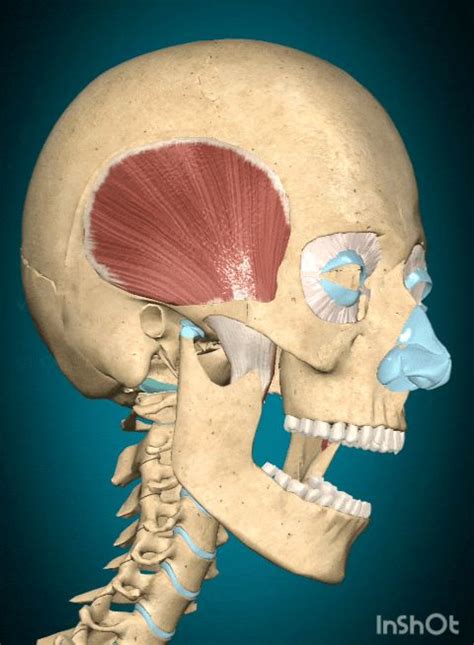 Anatomía Del Músculo Temporal