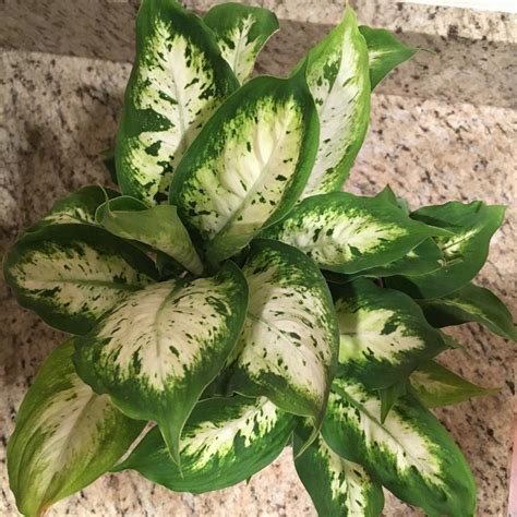 Dieffenbachias Plant Care And Collection Of Varieties