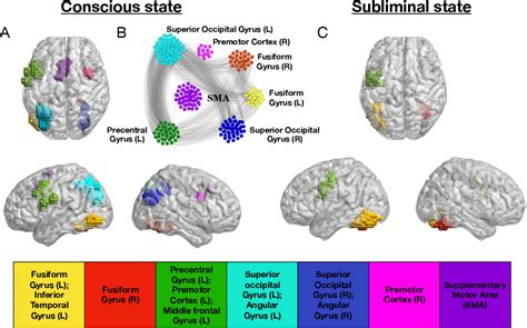Fusiform Gyrus Other Name