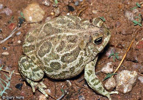 Identifying Toads In California