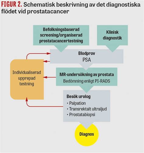 Prostatacancer Utredning Klinisk Diagnostik Och Screening Läkartidningen