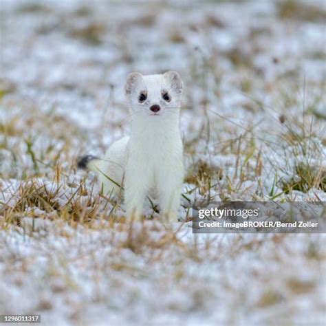 Stoat Snow Photos And Premium High Res Pictures Getty Images