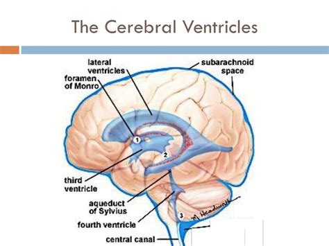 Ventricles Meaning