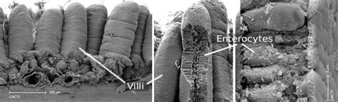 Cell Types Enterocyte Atlas Of Plant And Animal Histology