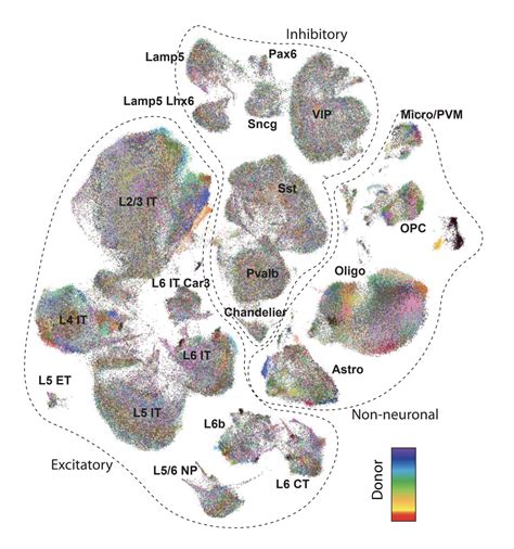 3000 Types Of Brain Cells Categorized In Massive Brain Cell Atlas