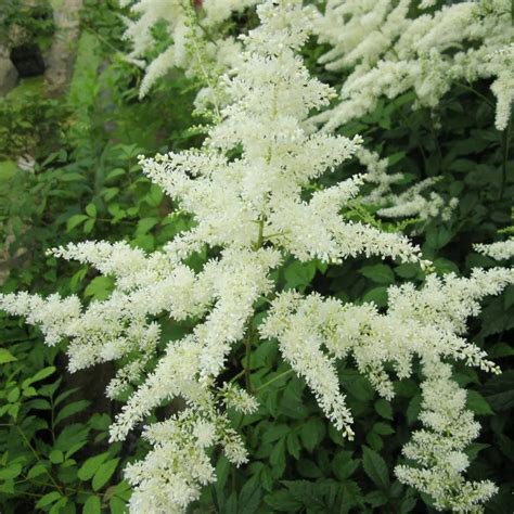 Astilbe White White Astilbe Pond Side Plant Woven Wood