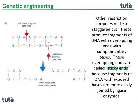 Bio Igcse Genetic Engineering Pdf Biotech And Biomedical Industry