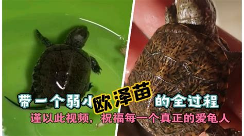 【龟】带这个欧泽小苗有多不容易祝福每一个真正的养龟人！ Youtube
