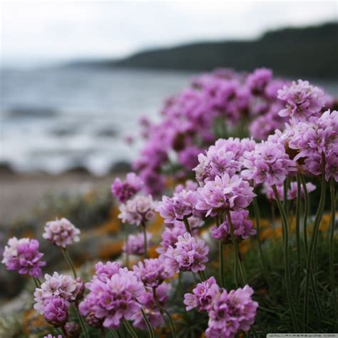 Pink Small Flowers On The Beach 4k Uhd Wallpaper For Ultrahd Desktop
