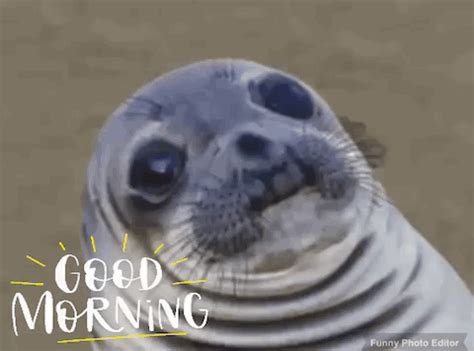 Morning Good Morning  Morning Good Morning Good Morning Funny