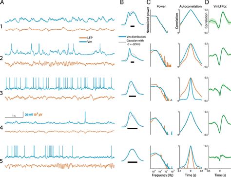 V M And Lfp Recordings In Rat S1 Exhibit A Rich Repertoire Of Network
