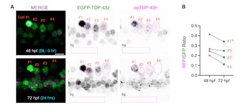Protein Phase Separation Assay An Optogenetic Method For Mutant RNA Binding Protein Phase