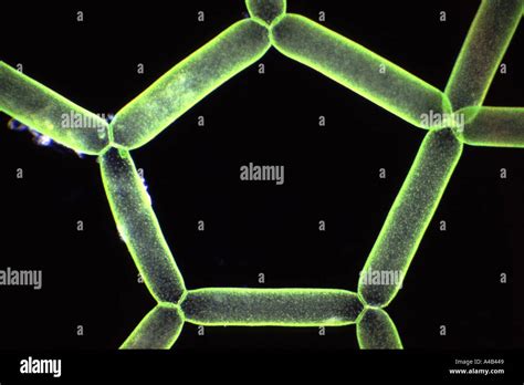 Photomicrograph Of Living Green Algae Hydrodictyon Reticulatum Stock