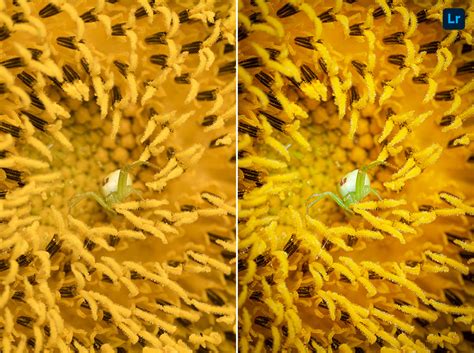 Fibonacci Labyrinth Edit Photoshop Lightroom