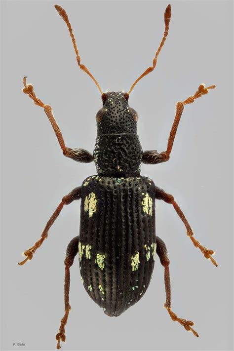 Polydrusus Polydrusus Picus Picus Fabricius 1792 Central