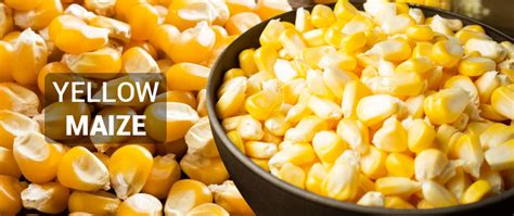 Yellow Maize