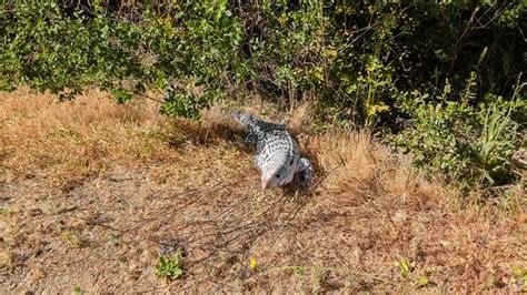 Hikers Find Invasive Tegu Lizard At Santa Clara County Park