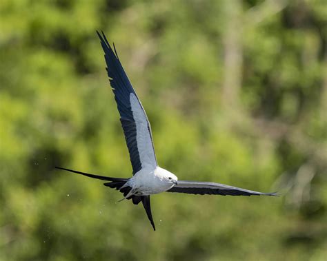 Swallow Tail Kites Galore Matt Kloskowski