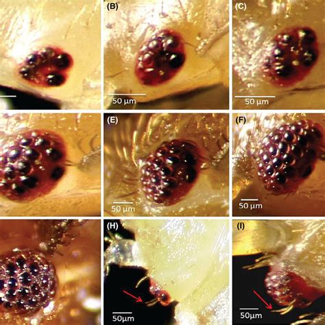 Pdf Vision In The Common Bed Bug Cimex Lectularius L Hemiptera Cimicidae Eye Morphology