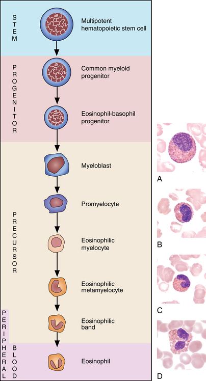 Eosinophil Maturation Oncohema Key