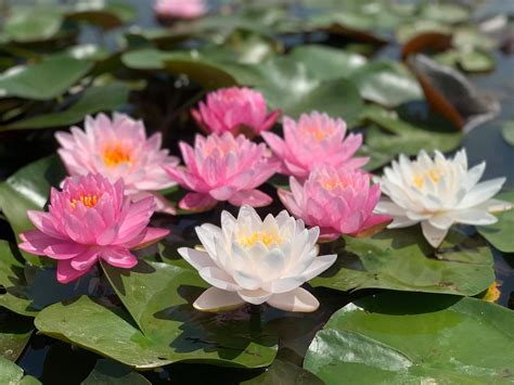 สวนบัว ชากังราว Nymphaea Bangkok Candy สวยดกแบบนี้ Facebook