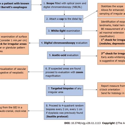 Eight Step Flowchart To Perform High Quality Endoscopic Evaluation Of