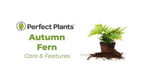 Autumn Fern Dryopteris Erythrosora For Sale Perfect Plants