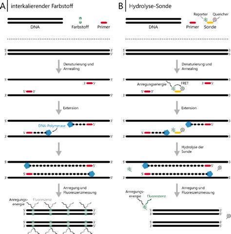 Quantitative Real Time Pcr Qpcr Youtube