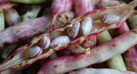 How To Grow And Care For Pinto Beans