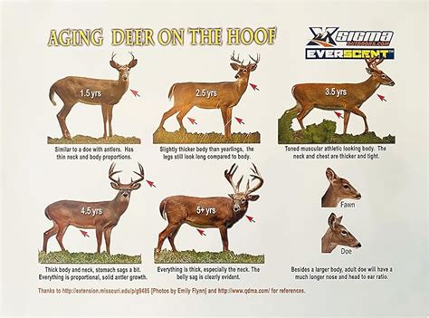 Sigma Outdoors Everscent® Aging Deer On The Hoof Poster