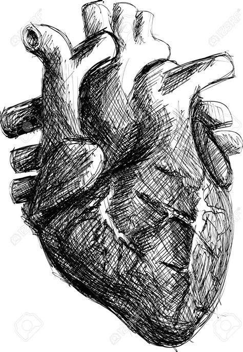 Real Heart Sketch At Explore Collection Of Real