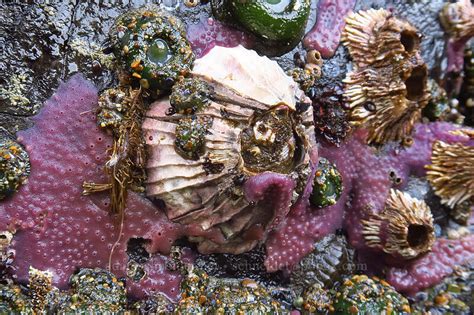 Acorn Barnacle