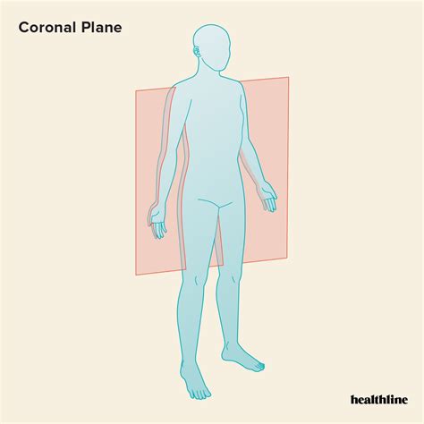 Coronal Plane Biology Simple