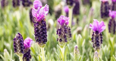 Spanish Lavender Growth And Care Guide Gfl Outdoors
