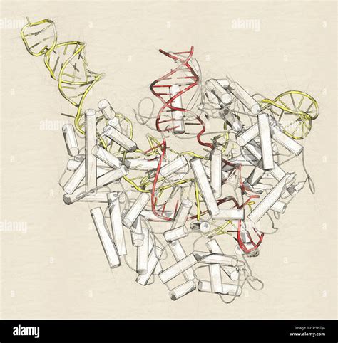 Crispr Cas9 Gene Editing Complex From Streptococcus Pyogenes The