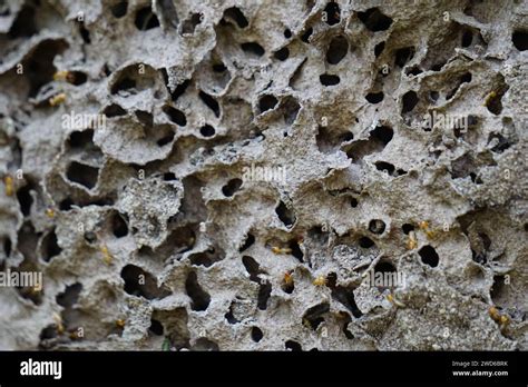coptotermes formosanus formosan termite super termite semut kongkiak