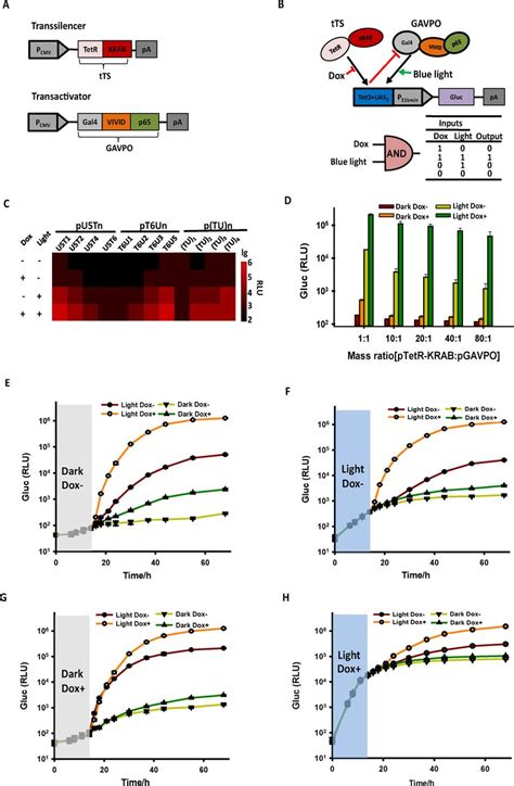 design and validation of the antagonistic dual input genetic circuits