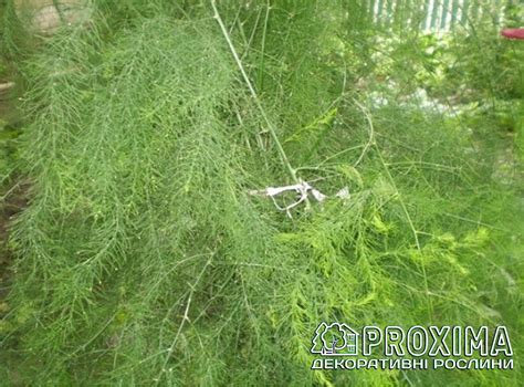 Аспарагус пірястий, Спаржа, Холодок заячий, Asparagus plumosus ціна ...