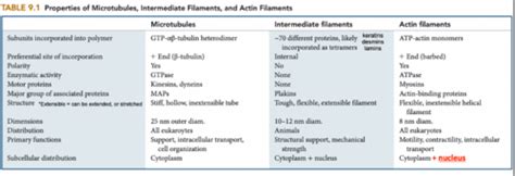 exam 3 cytoskeleton and cell motility flashcards quizlet