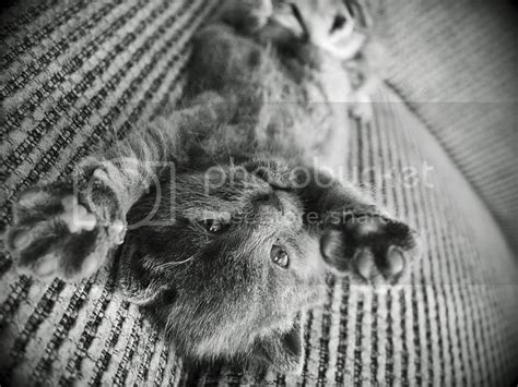 Snowbal R Catpictures