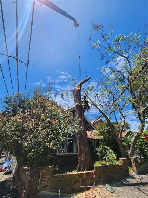 Tree Transplanting A Brief Overview By Hiline Cranes