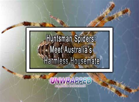Huntsman Spiders Meet Australias Harmless Housemate