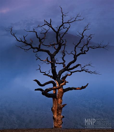 Burnt Trees