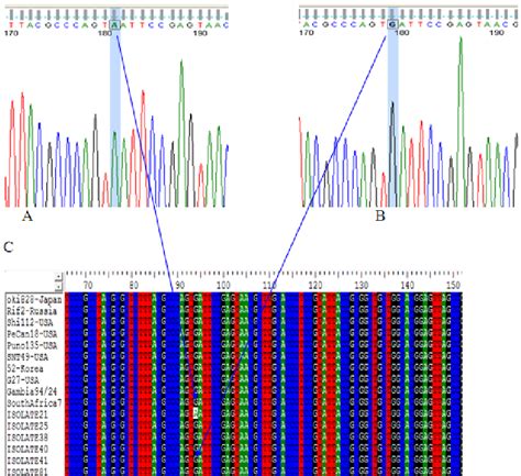 Ab Base Pair Substitution From G A At Isolate 21 Which Illustrated