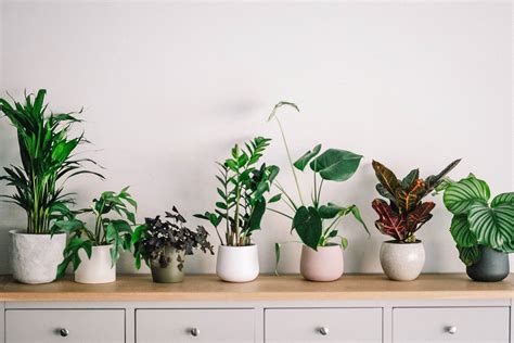 ⊛ 6 Plantas Que Purifican El Aire