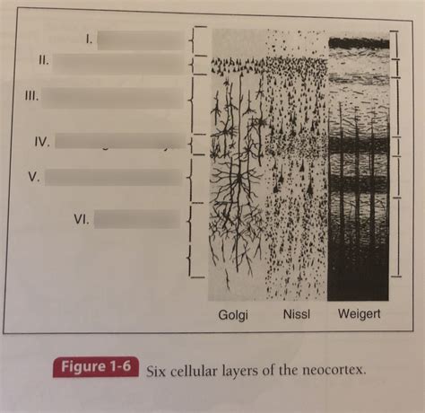 Neuro Cortex Diagram Quizlet Neuro Cortex Diagram Quizlet