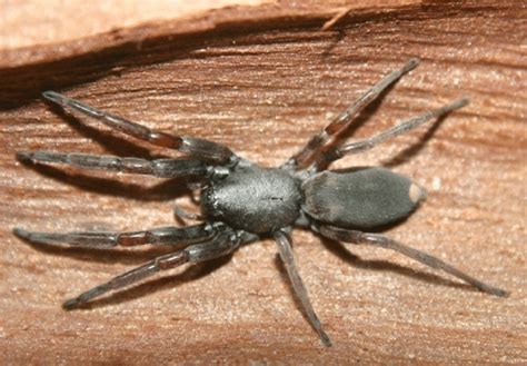 White Tailed Spider Lampona Cylindrata Photograph Mark Harvey
