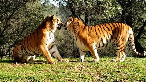 The Secret Behind Tigers Orange Coloring